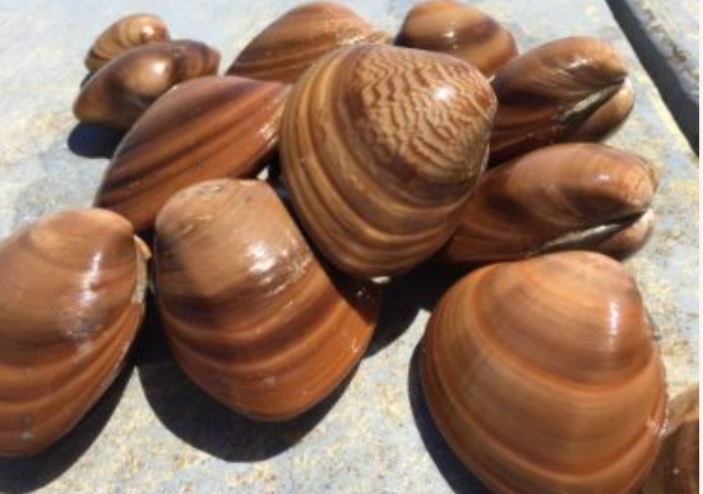 Impulsa Agricultura producción sustentable de Almeja Chocolata en ...